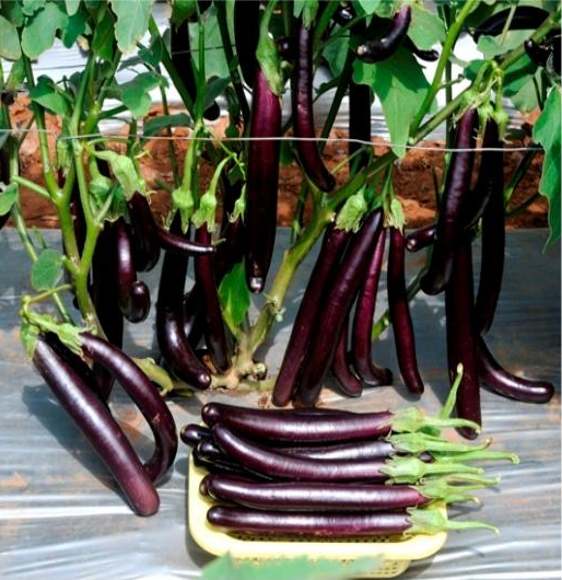 Violet Long Vazhuthana Seed| Minis Lifestyle Hub – Mini's Lifestyle Store