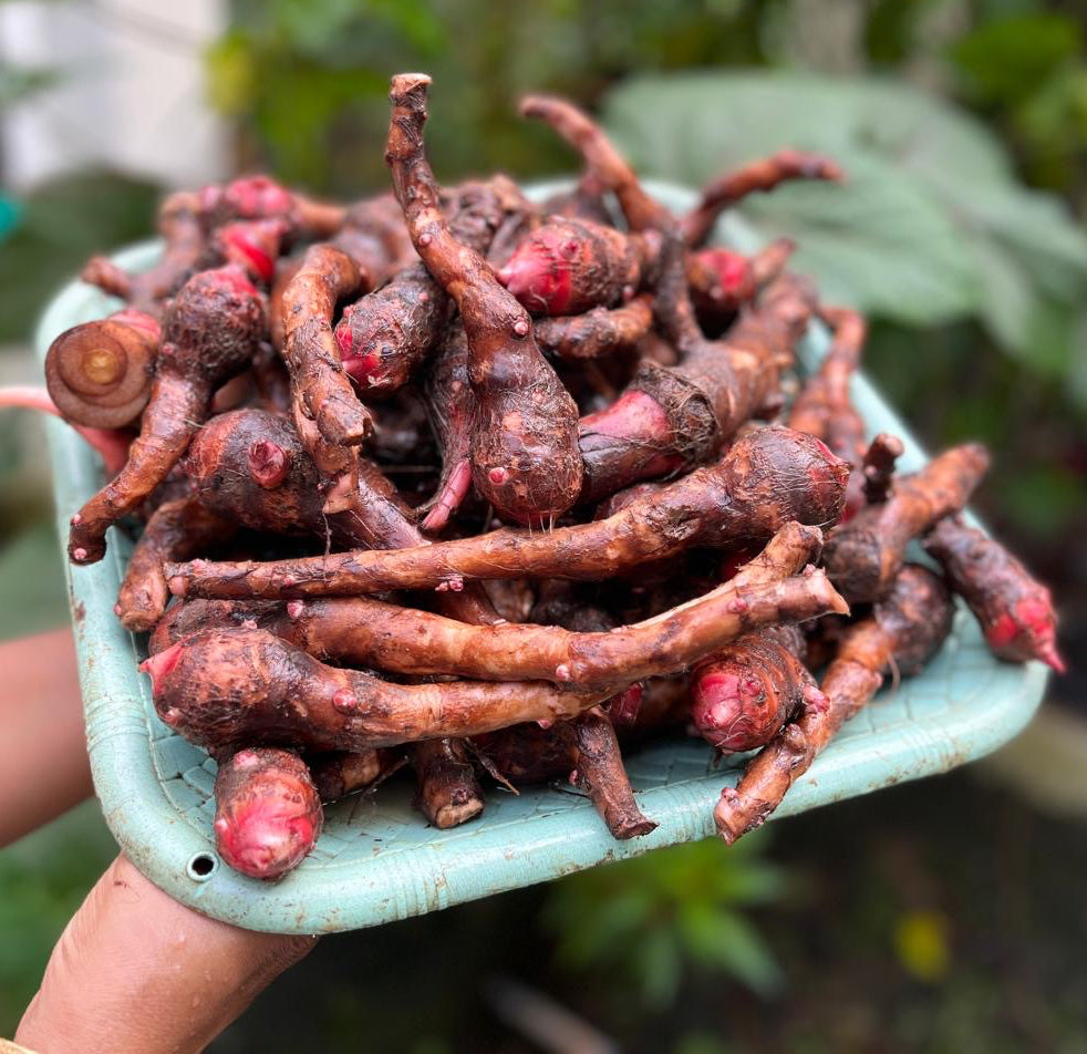 Neela Nadan Chembu ( 450g ) – Mini's Lifestyle Store