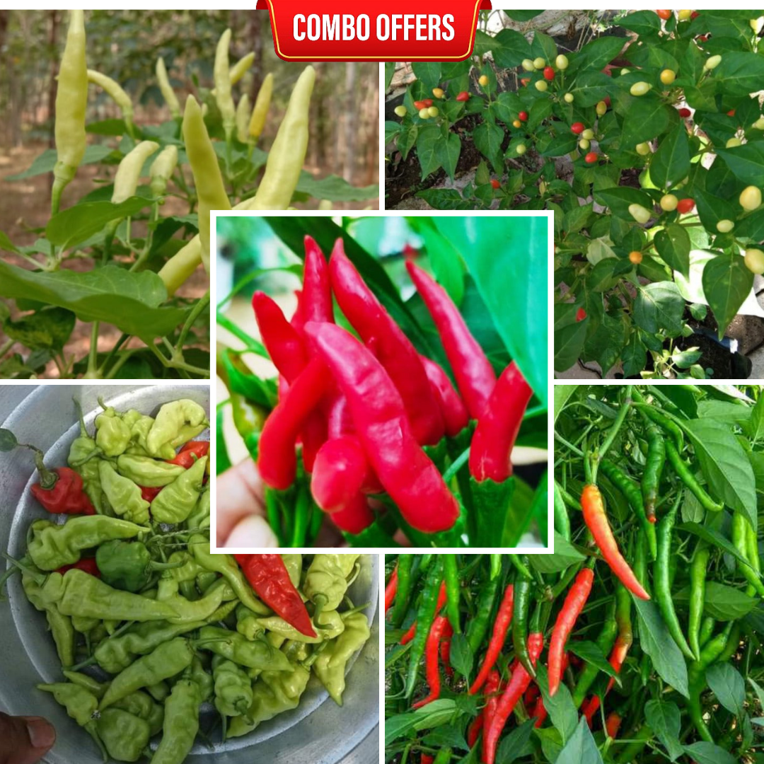 5 in 1 Mulak Seeds Combo CB11 – Mini's Lifestyle Store