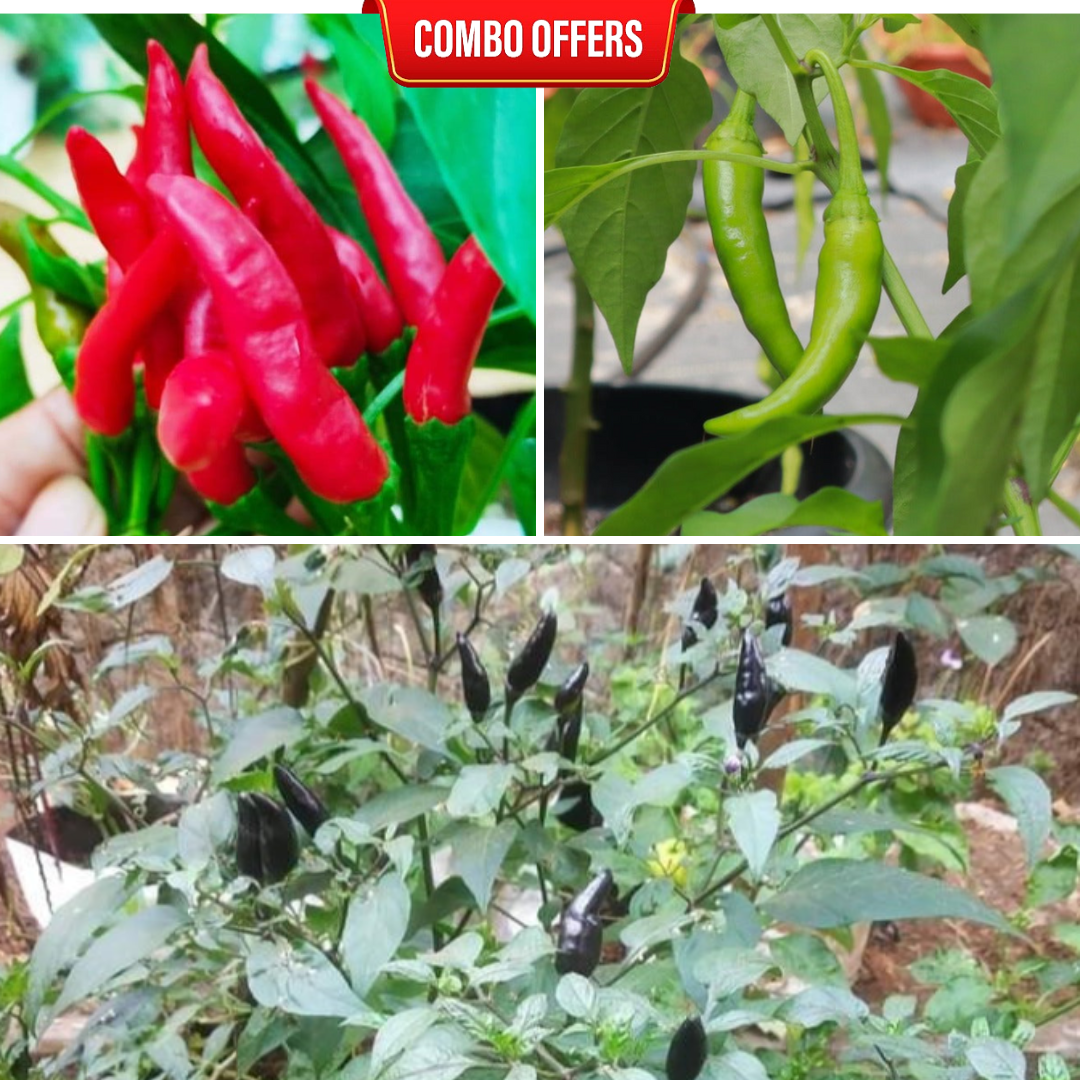 3 in 1 Mulak Seeds Combo CB17 – Mini's Lifestyle Store