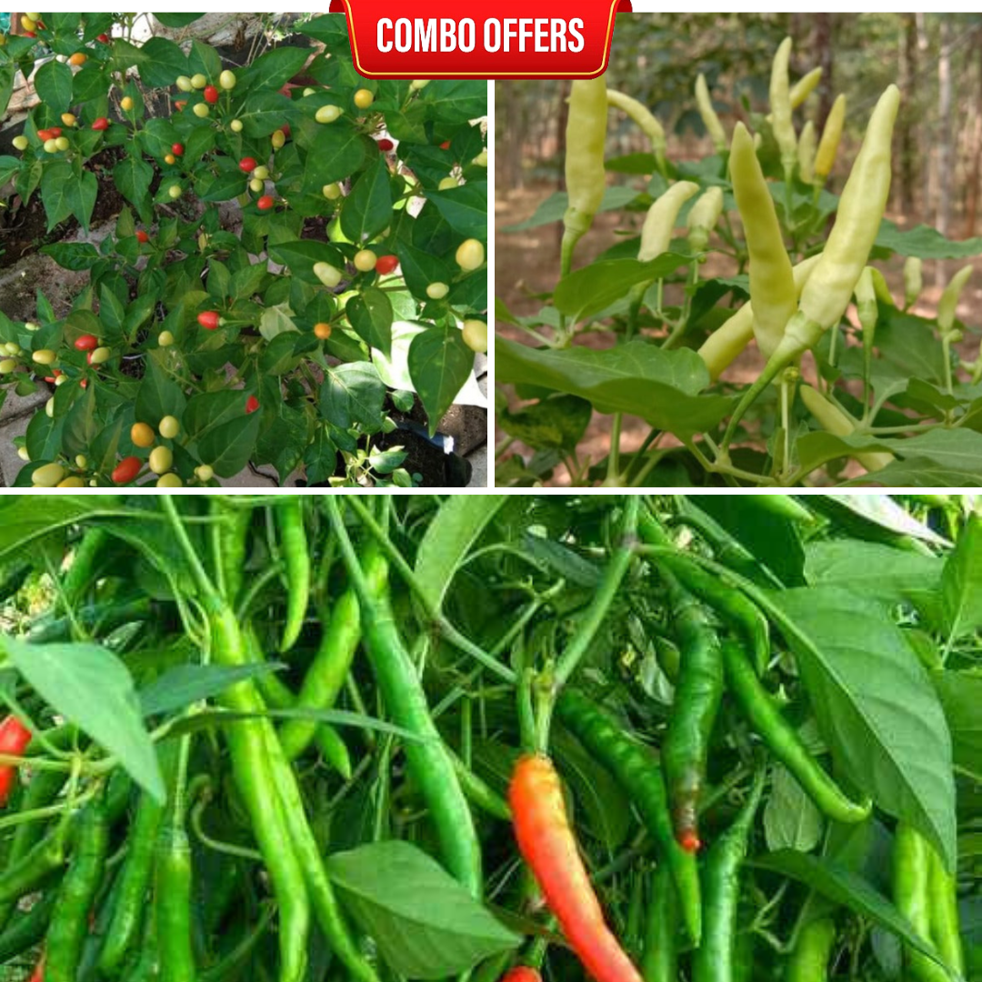 3 in 1 Mulaku Seeds Combo CB9 – Mini's Lifestyle Store