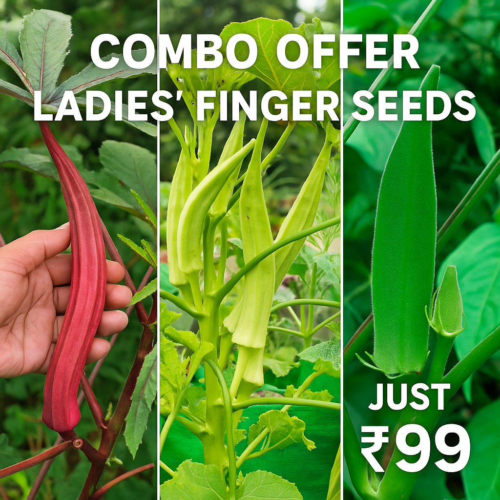 3 in 1 Vegetable Seeds Combo CB1 – Mini's Lifestyle Store