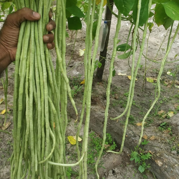 Karkoonthal long Payar Seeds| Green Long Beans – Mini's Lifestyle Store