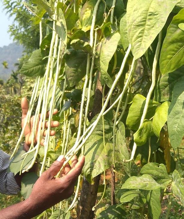Karkoonthal long Payar Seeds| Green Long Beans – Mini's Lifestyle Store
