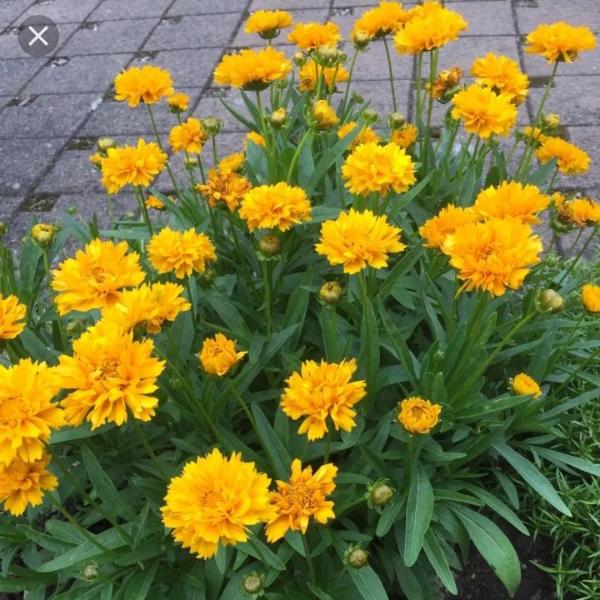 Grandi Flora Flower Seed (Mixed Colour) – Mini's Lifestyle Store