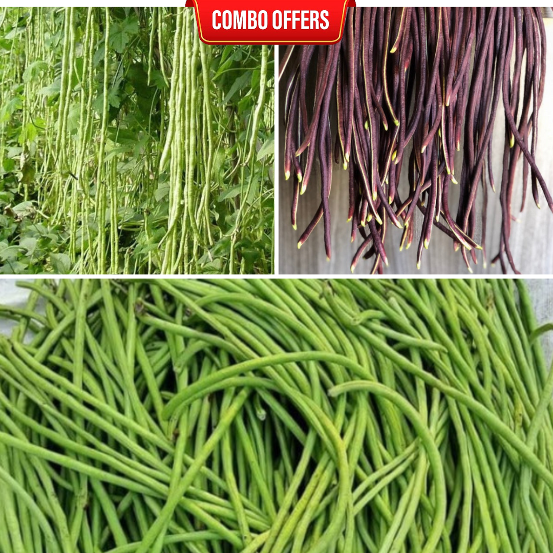 3 in 1 Long Payar Seeds Combo CB7 – Mini's Lifestyle Store