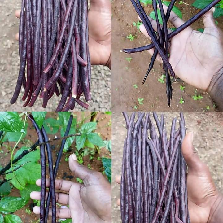 Violet Kutti Payar Seeds | Minis Lifestyle Hub – Mini's Lifestyle Store