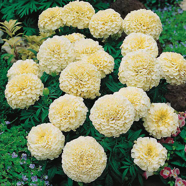 Mexican Marigold Cream- Flower Seeds – Mini's Lifestyle Store