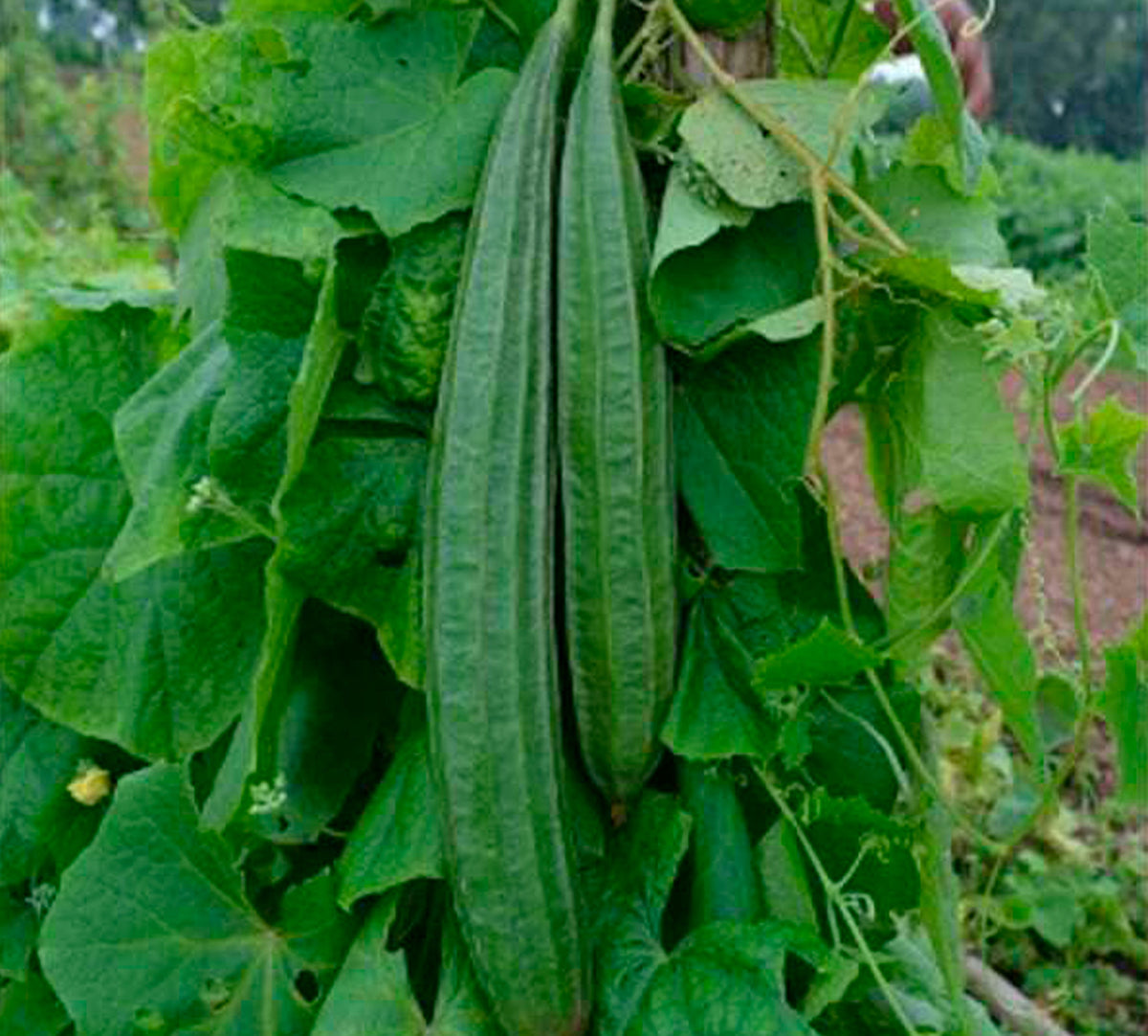 Hybrid Neelan Peechil Seeds | Ribbed Gourd – Mini's Lifestyle Store