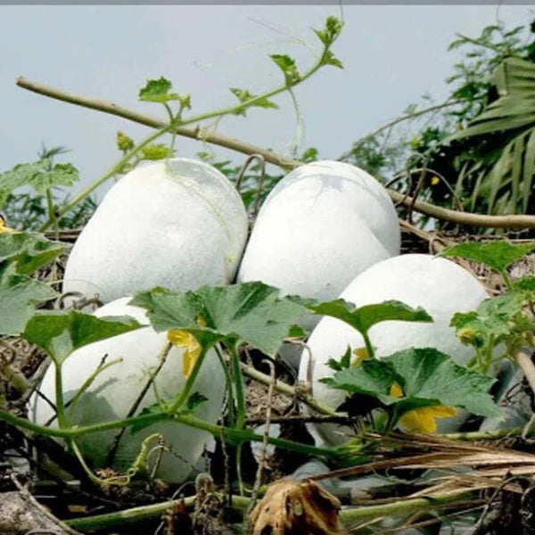 Kumbalam Vegetable Seeds | Minis Lifestyle Hub – Mini's Lifestyle Store