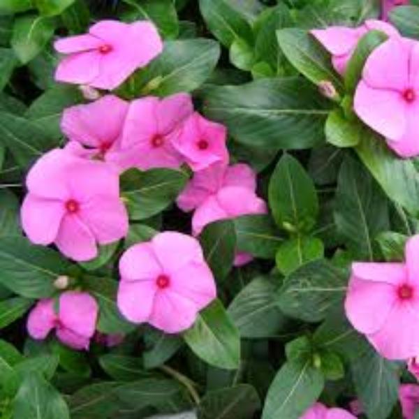 Nithyakalyani | Vinca Flower | Periwinkles Seeds – Mini's Lifestyle Store