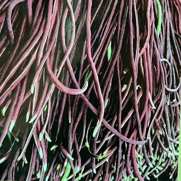 1.5 metre long Payar Seeds ( Violet Arka Mangala ) | Violet Long Beans ...