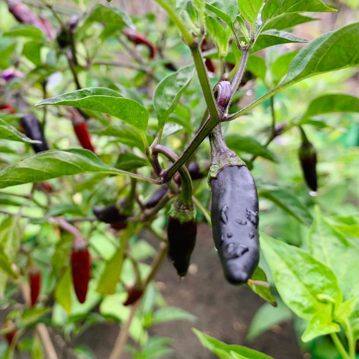 Royal Black Mulaku Seeds | Black Chilli – Mini's Lifestyle Store