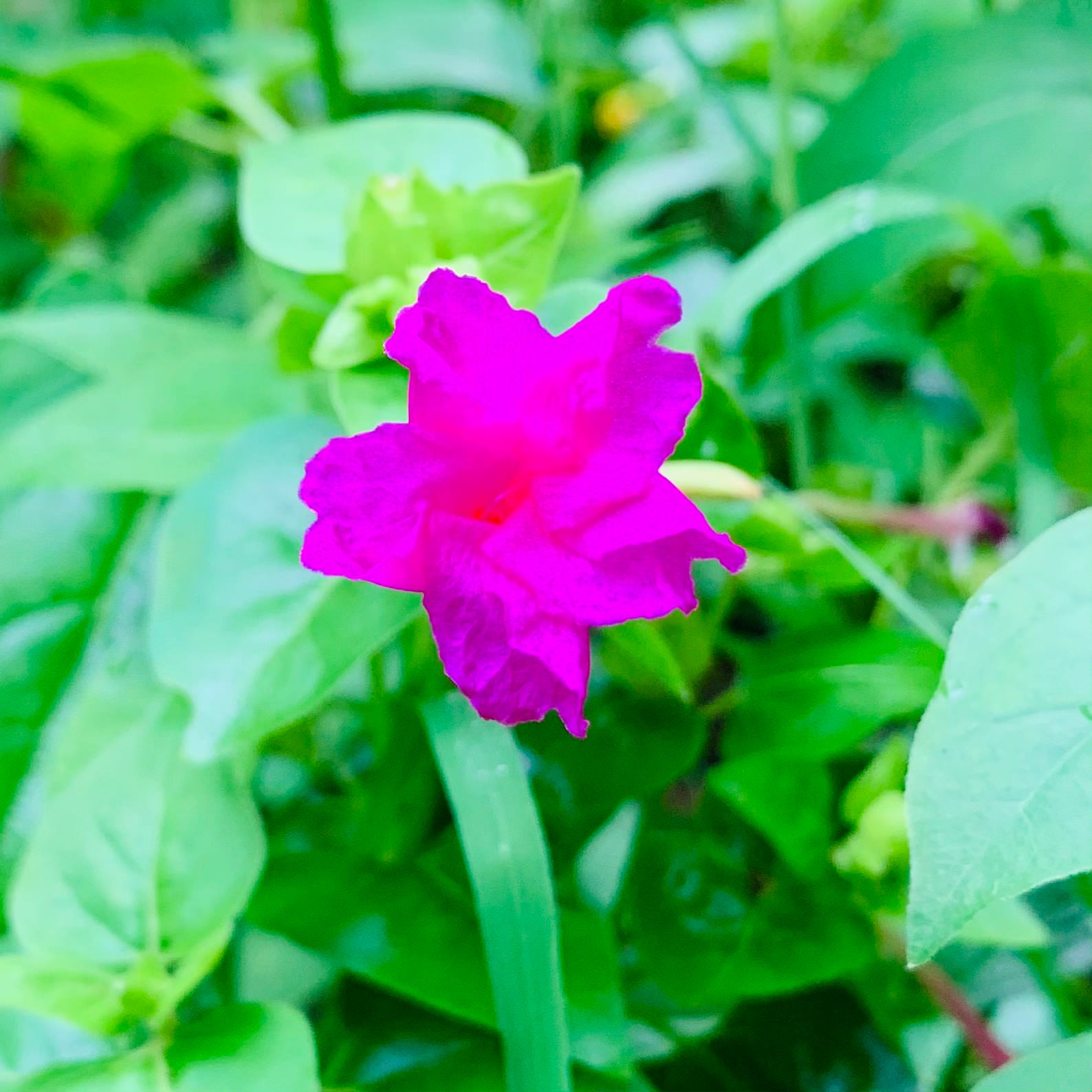 Nalu Mani Flowers | 4 o clock seeds for sale – Mini's Lifestyle Store