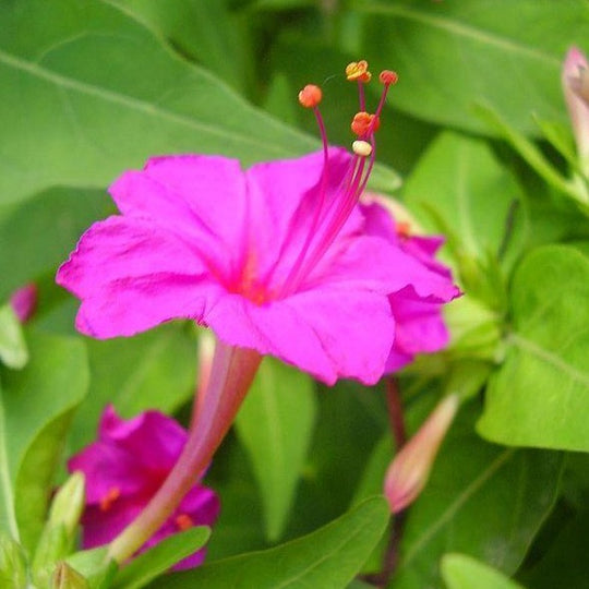 Nalu Mani Flowers | 4 o clock seeds for sale – Mini's Lifestyle Store