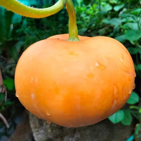 Mathan Vegetable Seeds | Minis Lifestyle Hub – Mini's Lifestyle Store