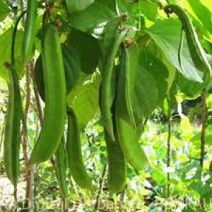 Valari Payar White Seeds | Sword Beans Seeds online – Mini's Lifestyle ...