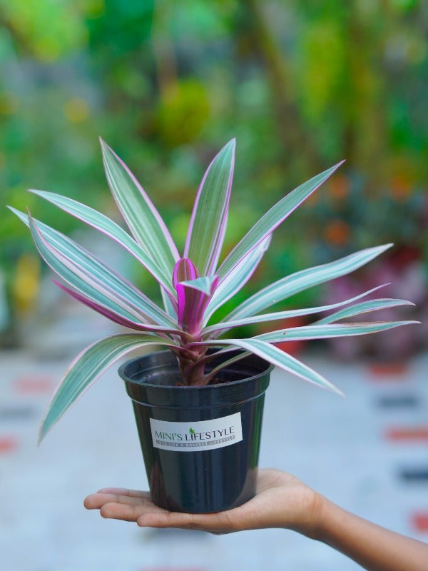 Rhoeo Plant, Rhoeo discolor (Tricolor, Variegated) - Plant with pot ...