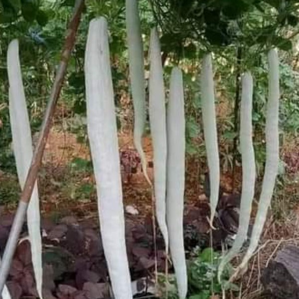 Baby Padavalam Seeds | Snake Gourd Seeds – Mini's Lifestyle Store