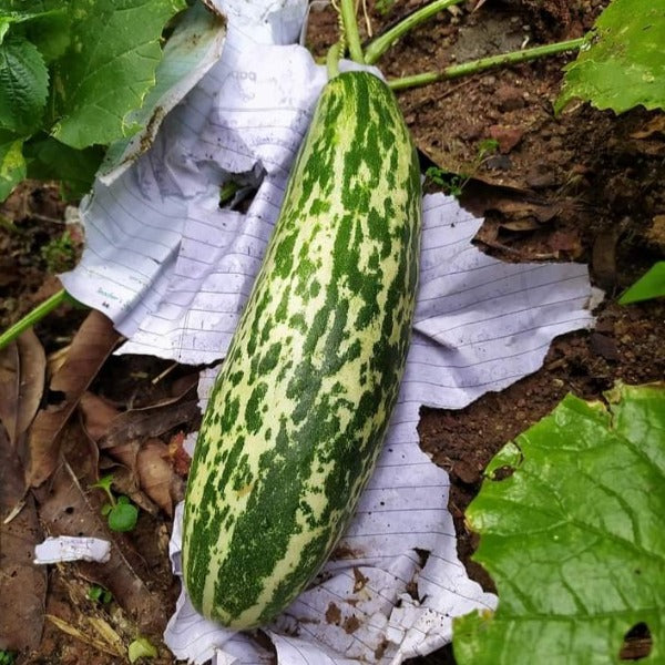 Vellari Seeds | Minis Lifestyle Hub – Mini's Lifestyle Store