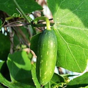Hybrid Koval Stem | Ivy gourd 2 Cuttings – Mini's Lifestyle Store