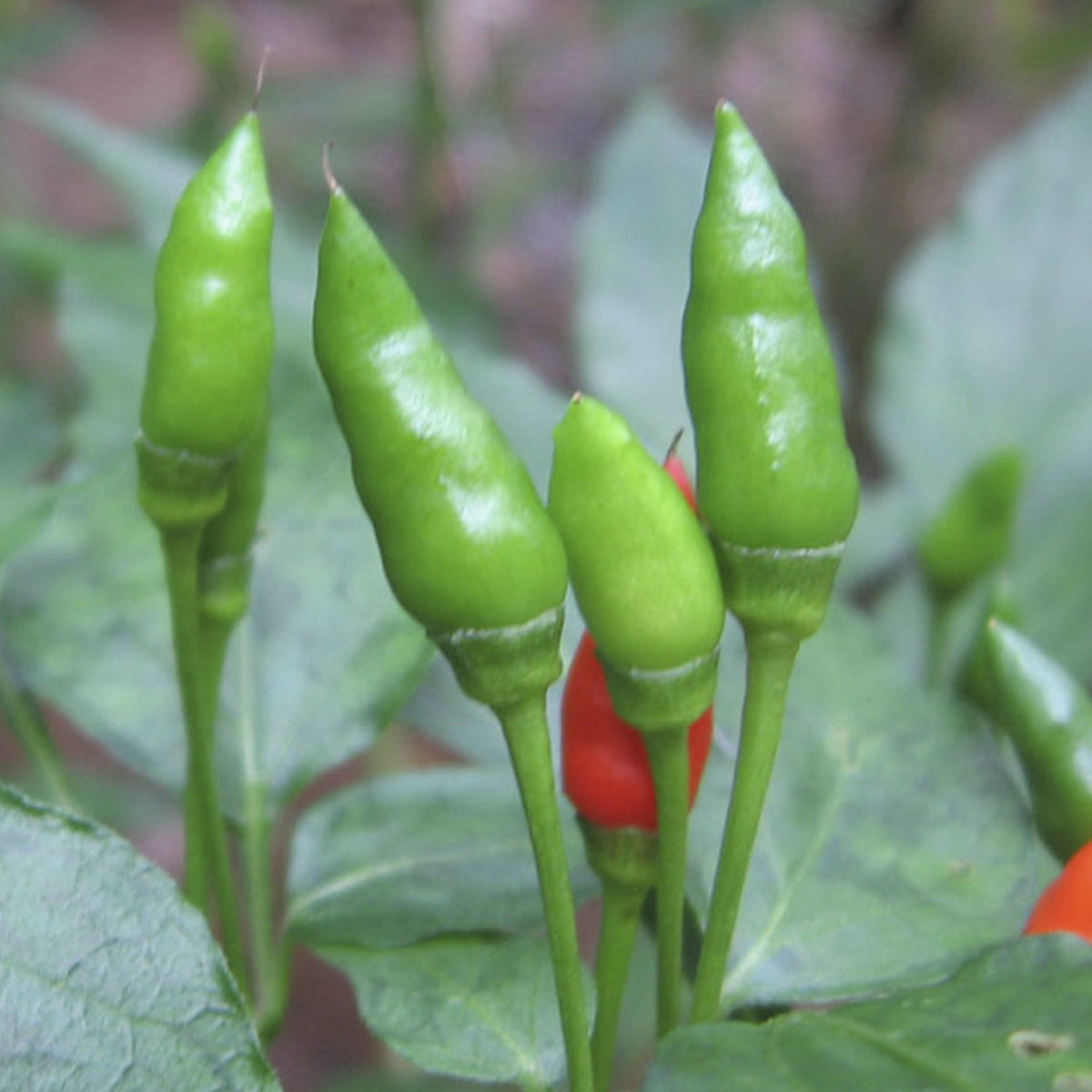Hybrid Green Kanthari Mulaku Seeds | Bird's eye chilli – Mini's ...