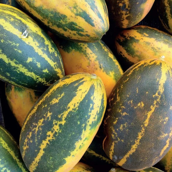 Vellari Seeds | Minis Lifestyle Hub – Mini's Lifestyle Store